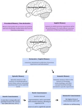 The Absorbent Mind: an essay by Pete Friend - The Montessori Place